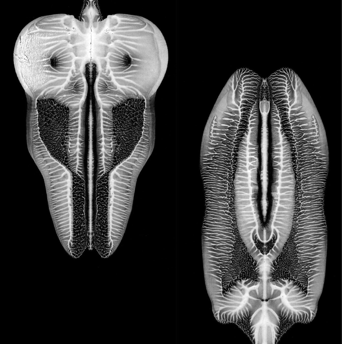 The Skull Defekts | Dances in Dreams of the Known Unknown | Vinyl